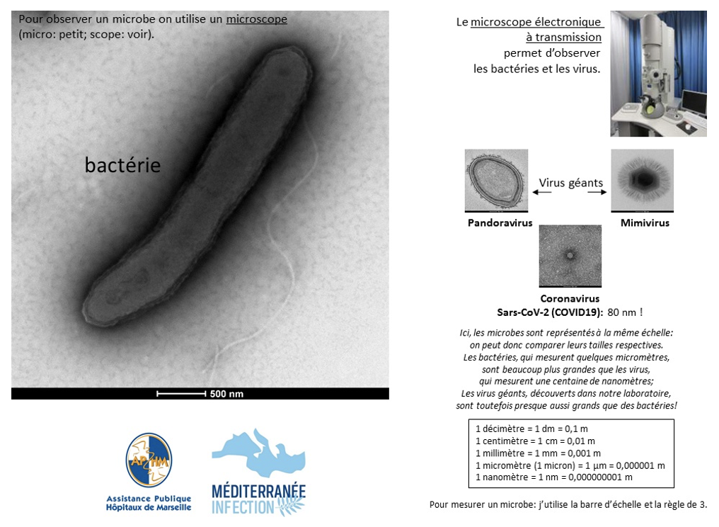 Microscopie Electronique a Transmission – IHU